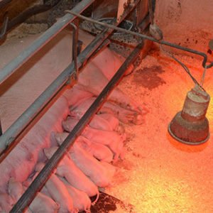 Livestock Heaters | Livestock Heat lamps | Technilamp